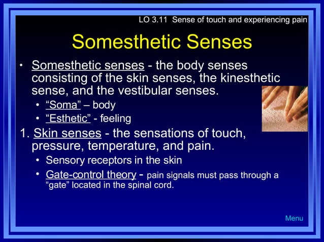 Sensation & Perception | PPT