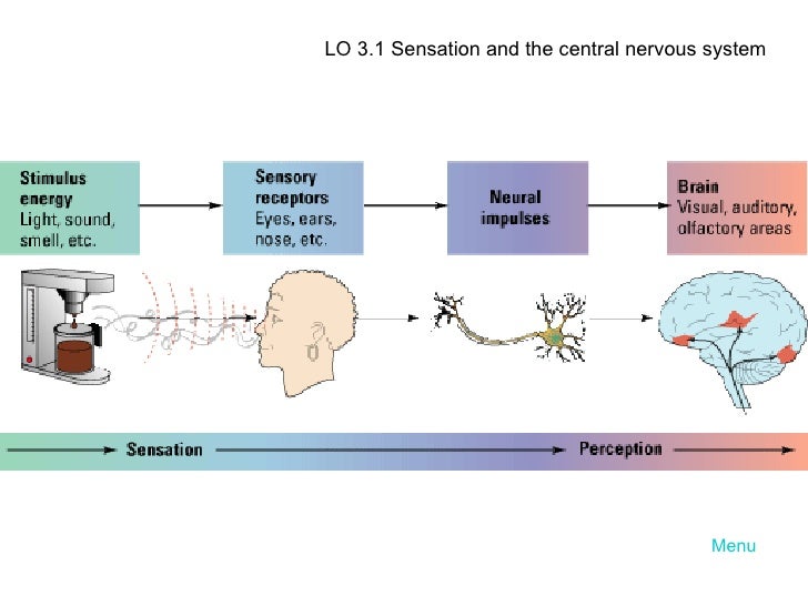 Sensation & Perception