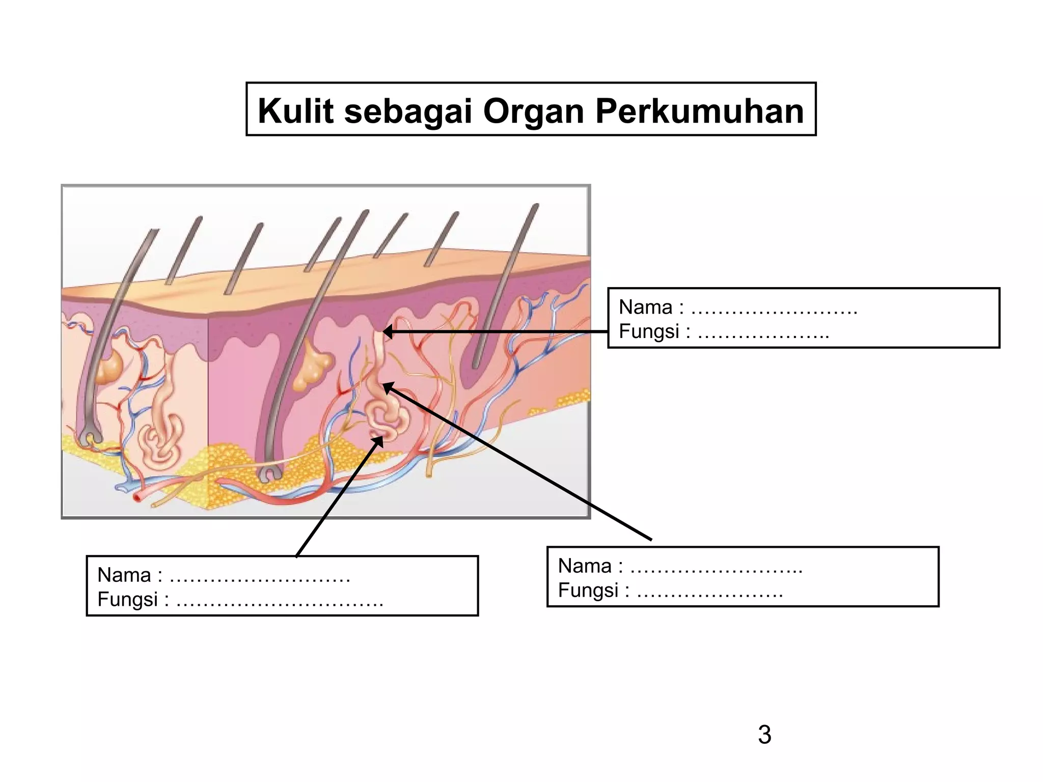 Chapter 3.1 human excretion revised 2010-nota pelajar | PPT