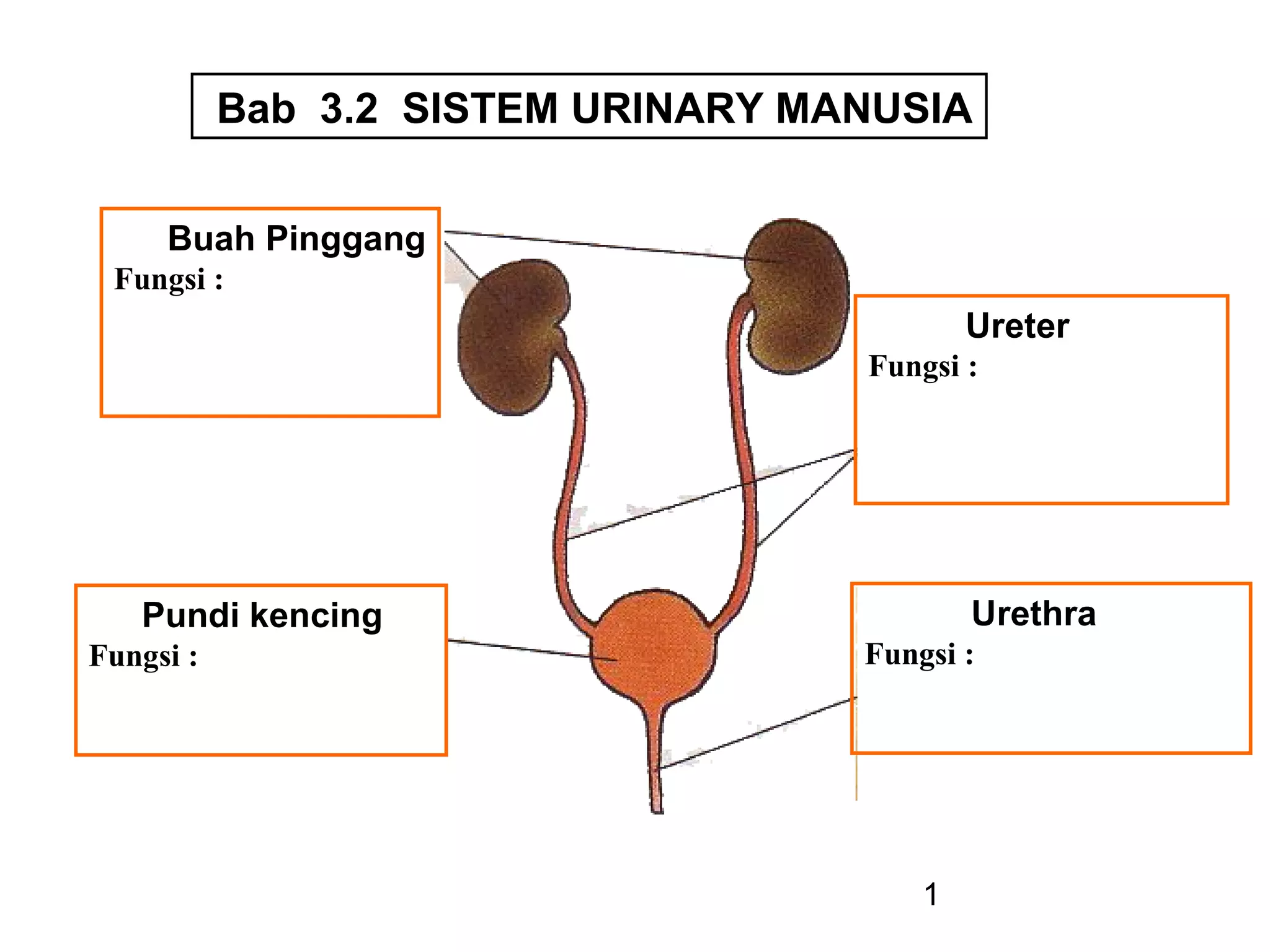 Chapter 3.2 sistem urinari manusia revised 2010-nota pelajar | PPT