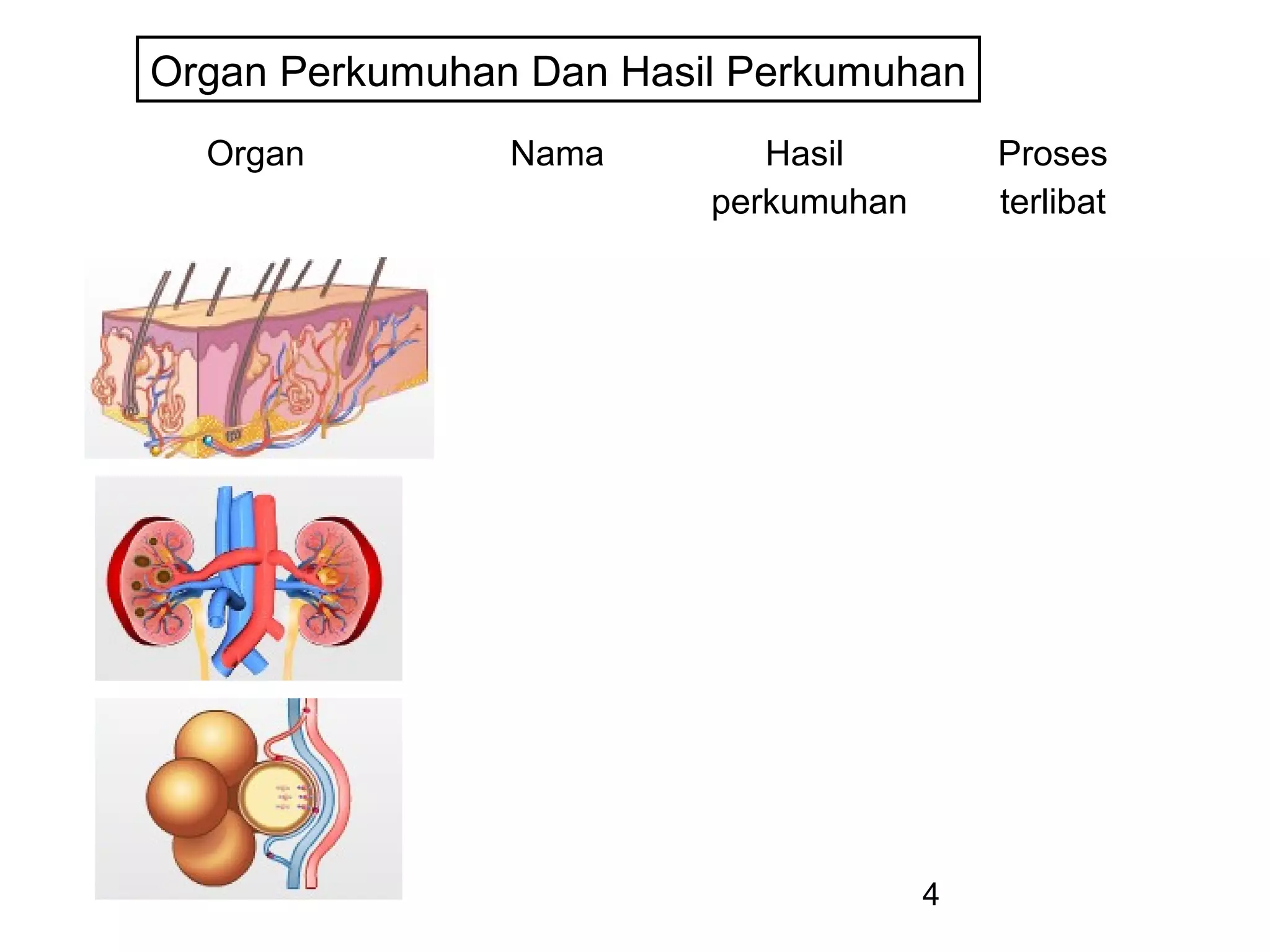 Chapter 3.2 sistem urinari manusia revised 2010-nota pelajar | PPT