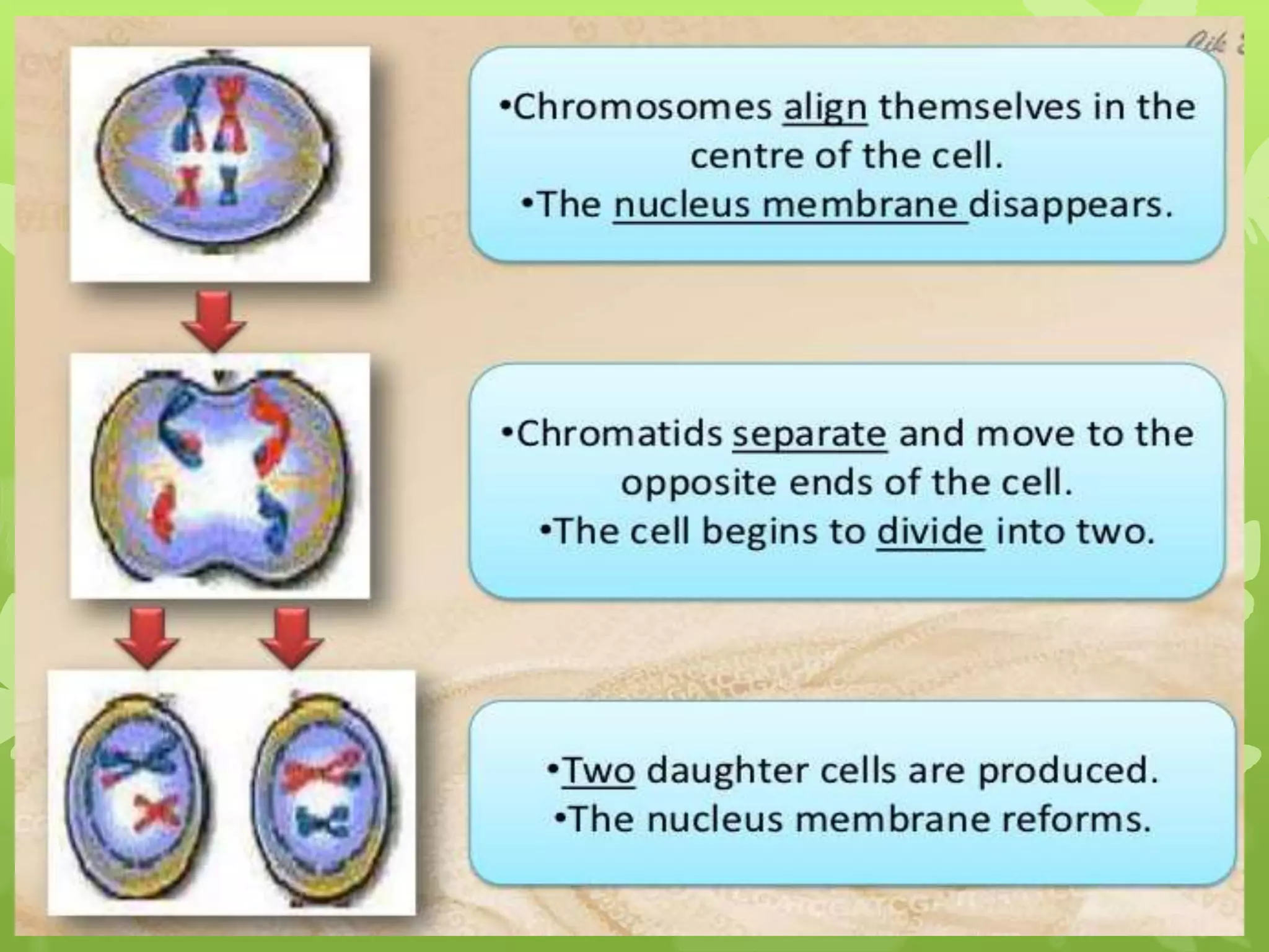 Chapter 3: HEREDITY AND VARIATIONS | PPTX