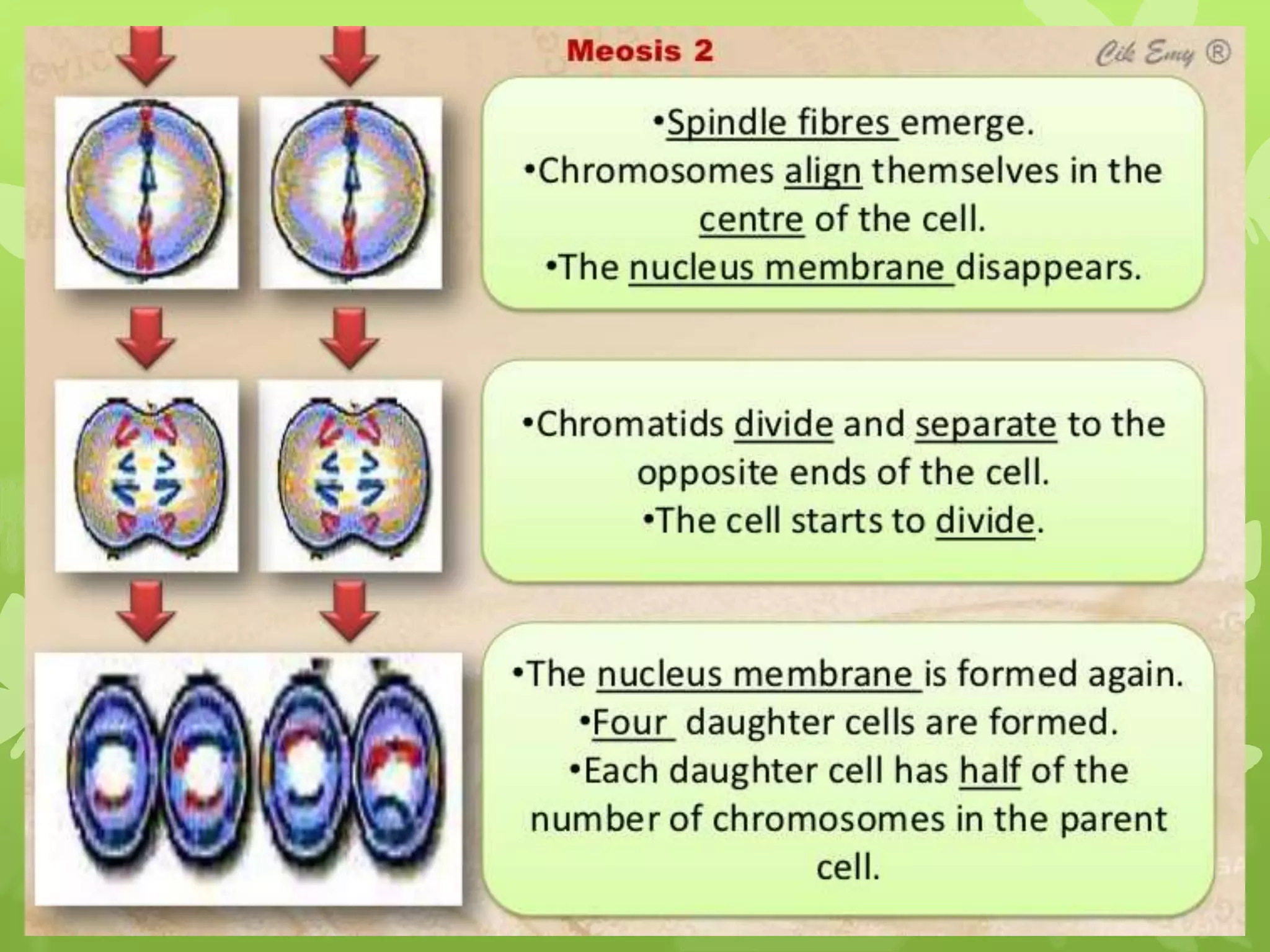 Chapter 3: HEREDITY AND VARIATIONS | PPTX