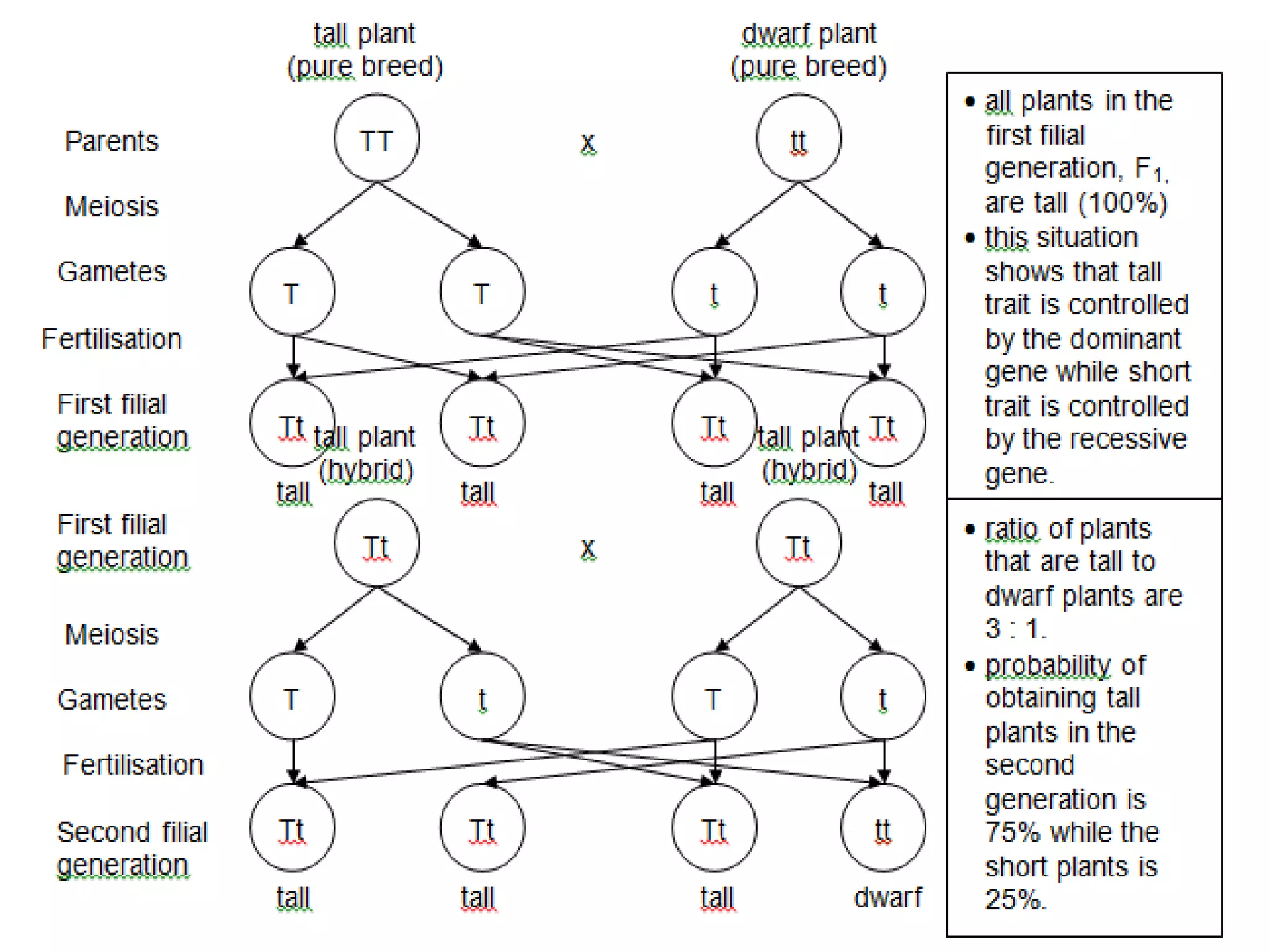 Chapter 3: HEREDITY AND VARIATIONS | PPTX