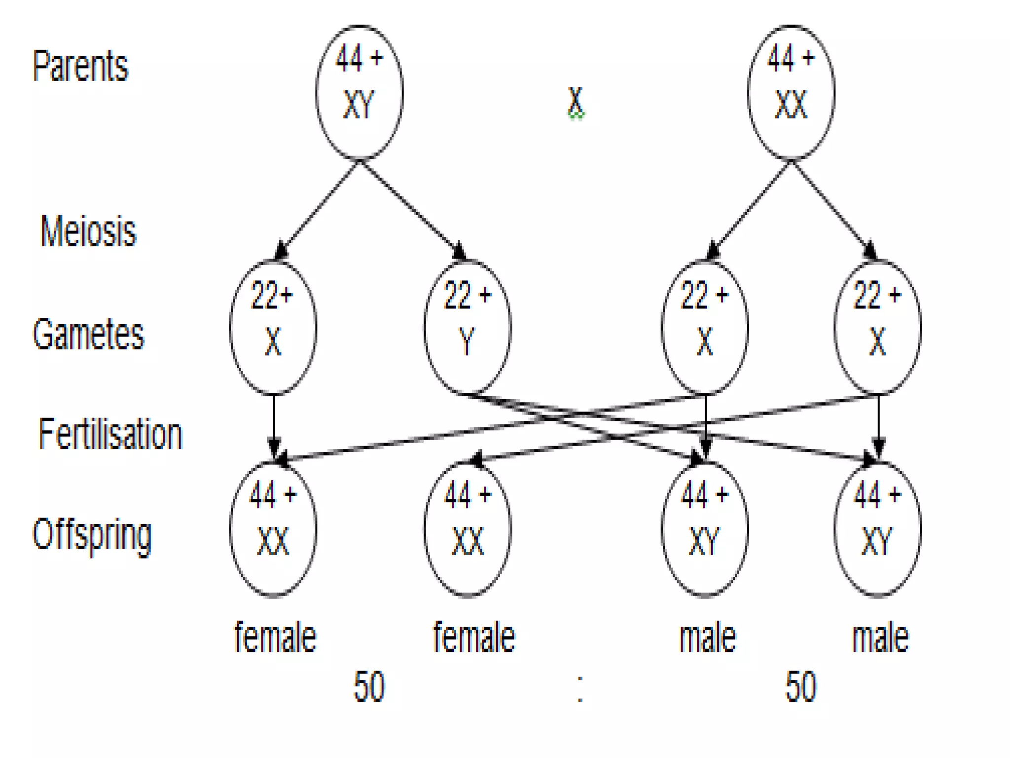 Chapter 3: HEREDITY AND VARIATIONS | PPTX | Genetics | Science
