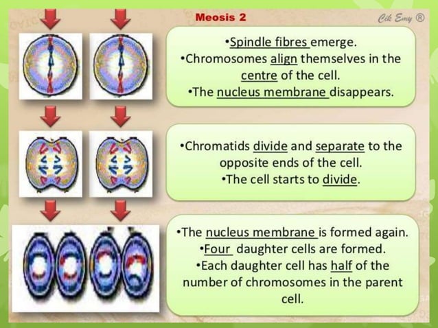 Chapter 3: HEREDITY AND VARIATIONS | PPTX | Genetics | Science