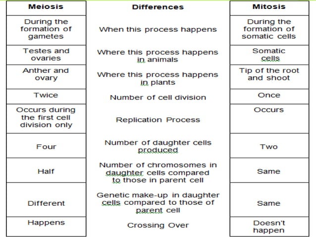 Chapter 3: HEREDITY AND VARIATIONS | PPTX | Genetics | Science