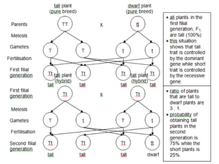 Chapter 3: HEREDITY AND VARIATIONS | PPTX