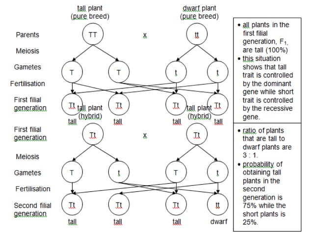 Chapter 3: HEREDITY AND VARIATIONS | PPTX | Genetics | Science