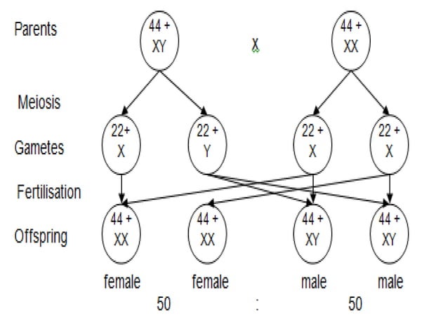 Chapter 3: HEREDITY AND VARIATIONS | PPTX | Genetics | Science