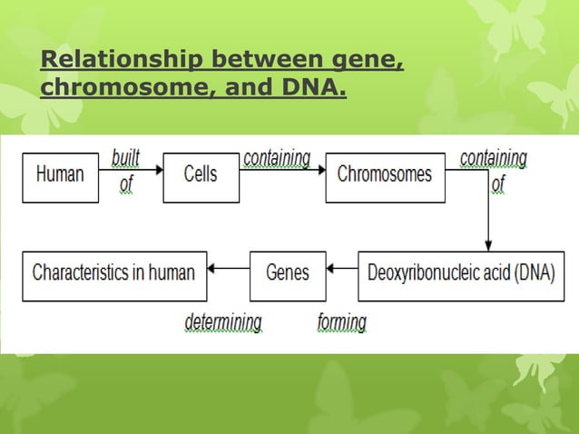 Chapter 3: HEREDITY AND VARIATIONS | PPTX | Genetics | Science