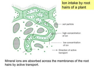 CHAPTER 3: MOVEMENT OF SUBSTANCES ACROSS THE PLASMA MEMBRANE | PPT