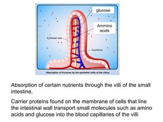 CHAPTER 3: MOVEMENT OF SUBSTANCES ACROSS THE PLASMA MEMBRANE | PPT