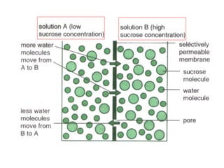 CHAPTER 3: MOVEMENT OF SUBSTANCES ACROSS THE PLASMA MEMBRANE | PPT