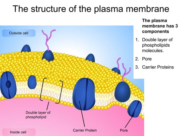 CHAPTER 3: MOVEMENT OF SUBSTANCES ACROSS THE PLASMA MEMBRANE | PPT