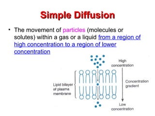 Plasma Particles Movement