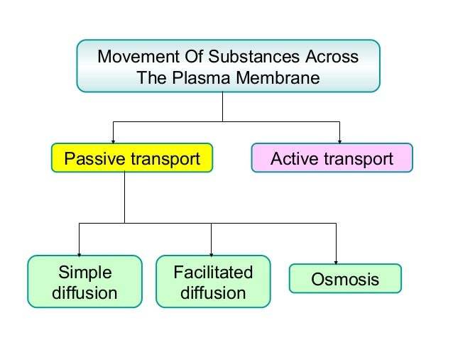 CHAPTER 3: MOVEMENT OF SUBSTANCES ACROSS THE PLASMA MEMBRANE