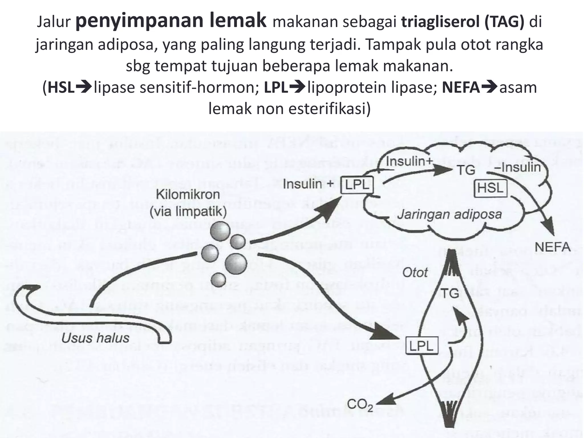 Chapter 3. lipid | PPTX