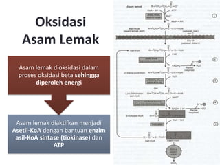 Chapter 3. lipid | PPTX