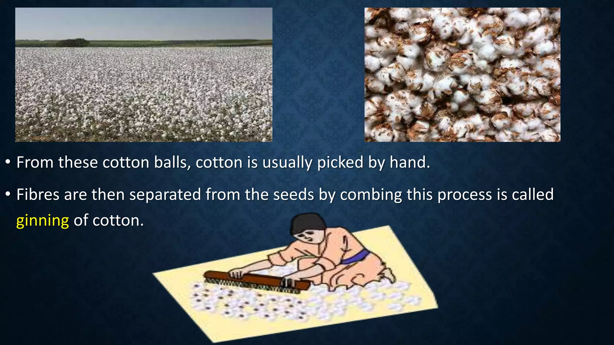 Fibre to Fabric Class 6th Chapter 3 Science | PPTX