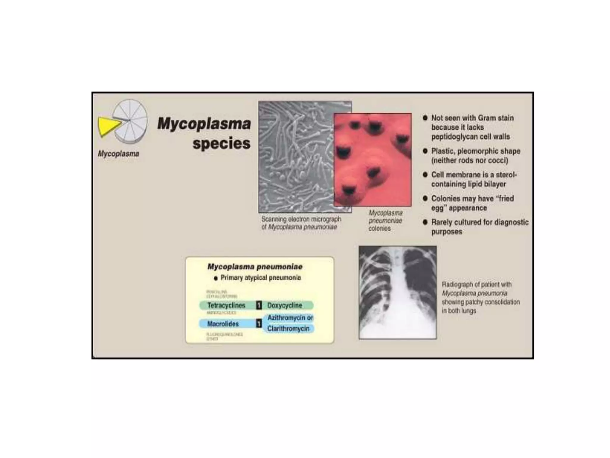 Chapter 3.9. Genus Mycoplasma and Ureaplasma.ppt