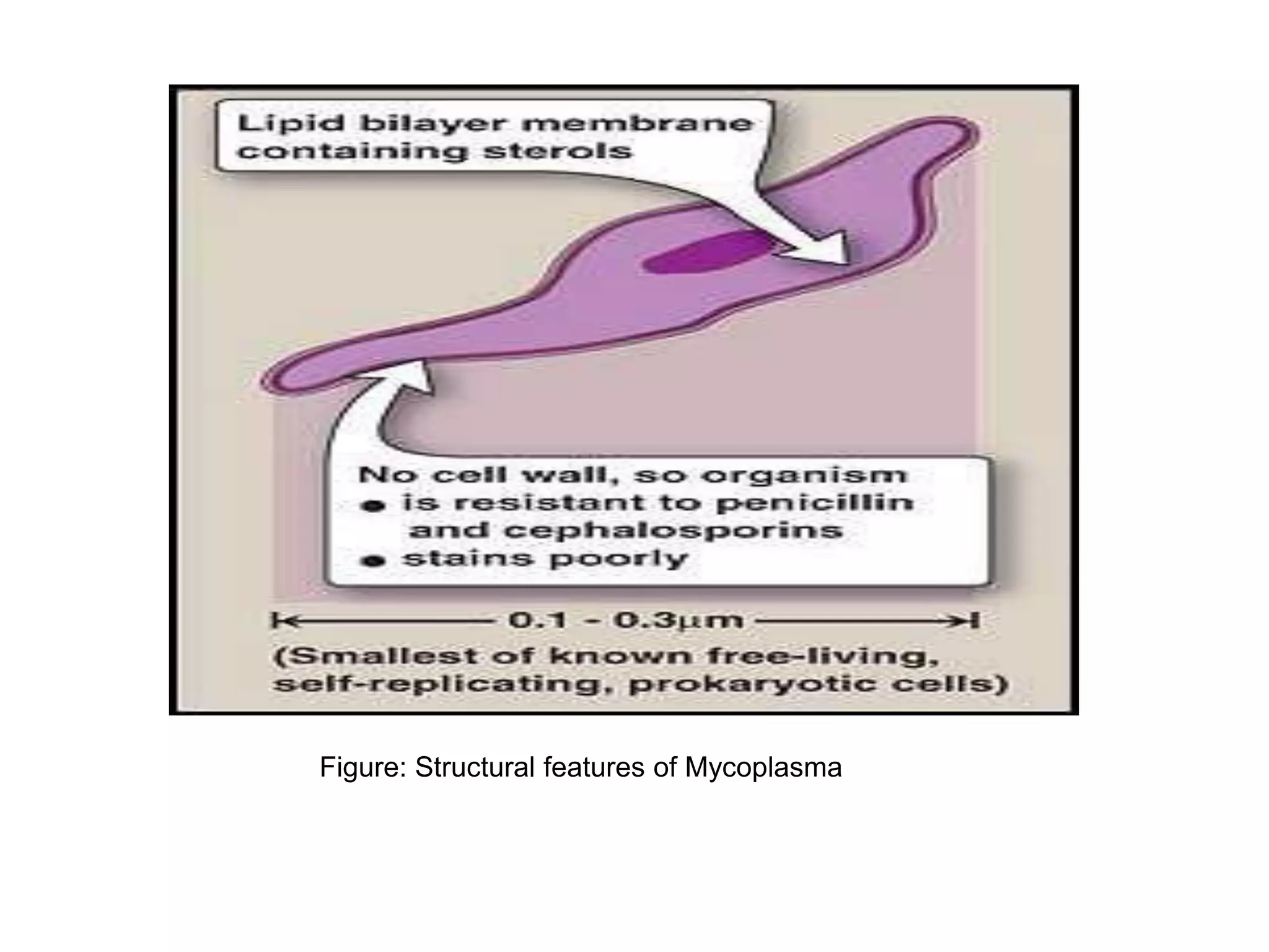 Chapter 3.9. Genus Mycoplasma and Ureaplasma.ppt