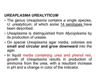 Chapter 3.9. Genus Mycoplasma and Ureaplasma.ppt