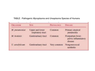 Chapter 3.9. Genus Mycoplasma and Ureaplasma.ppt