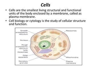 Cell membrane.pptx
