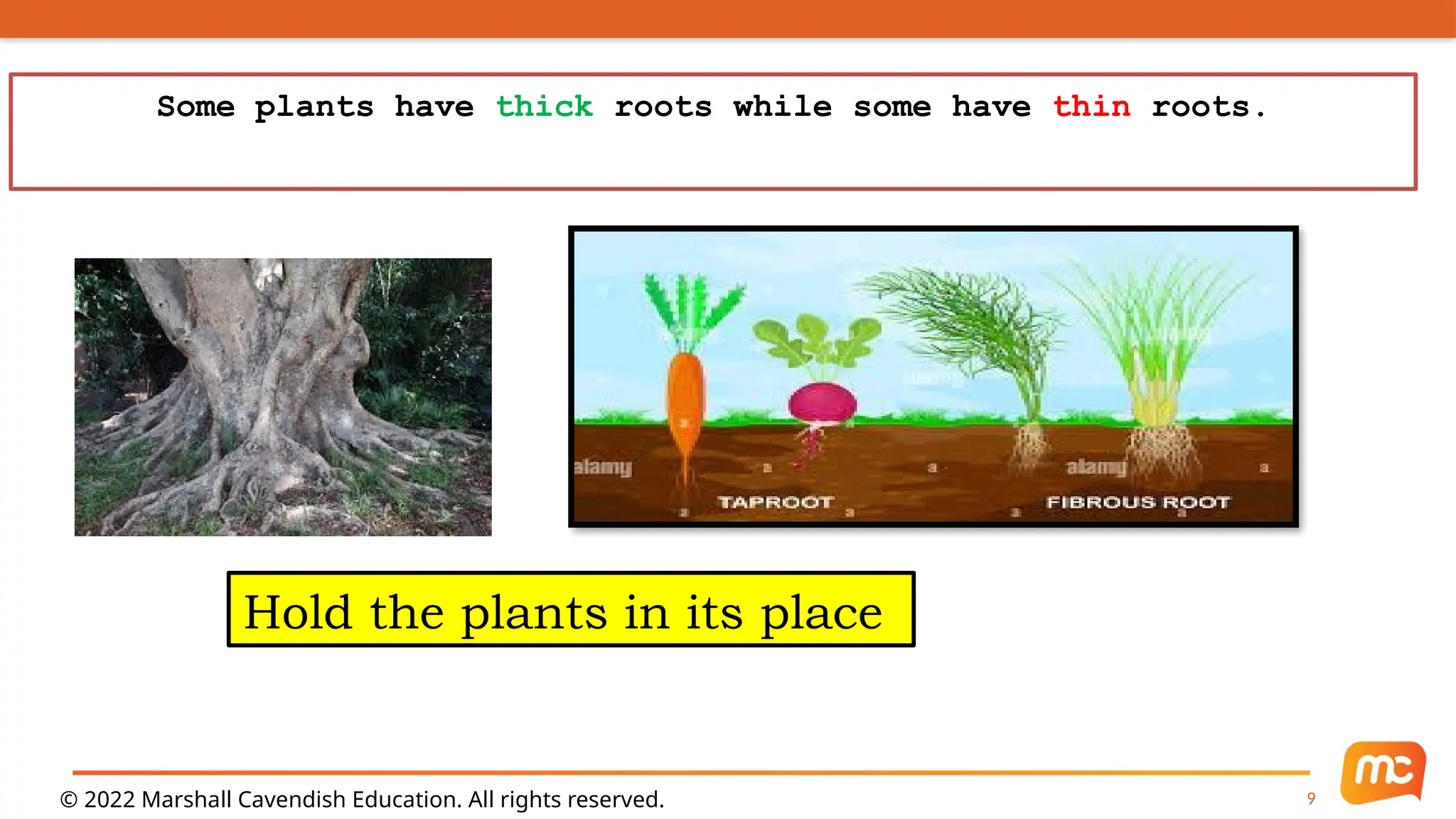 plants needs and plants parts chapter3.grade 3 | PPTX
