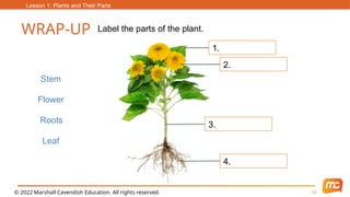 plants needs and plants parts chapter3.grade 3 | PPTX