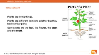 plants needs and plants parts chapter3.grade 3 | PPTX