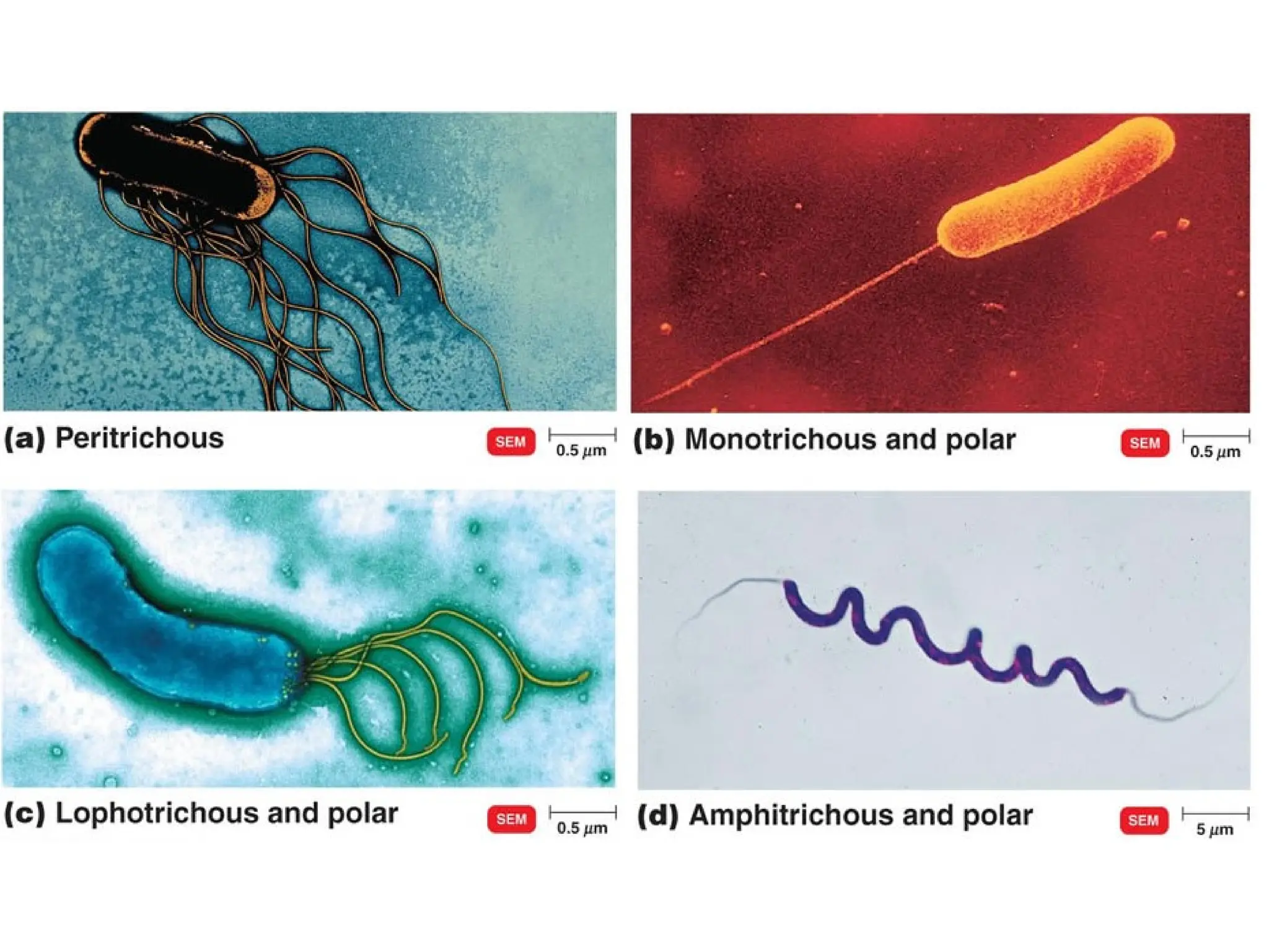 Chapter 3 - Introduction of Prokaryotic microorganisms | PPT