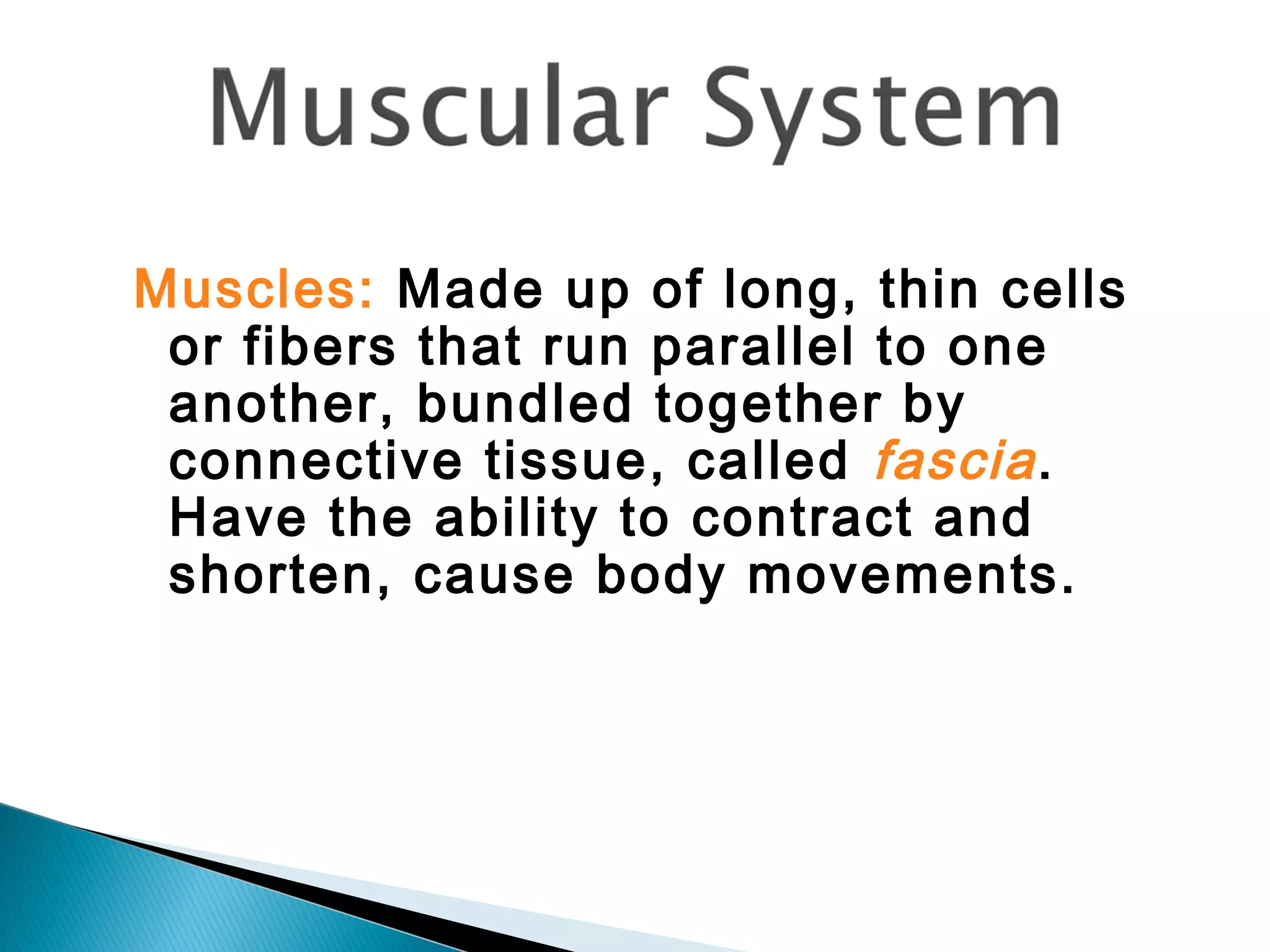 Chapter 3 anatomy and physiology | PPT