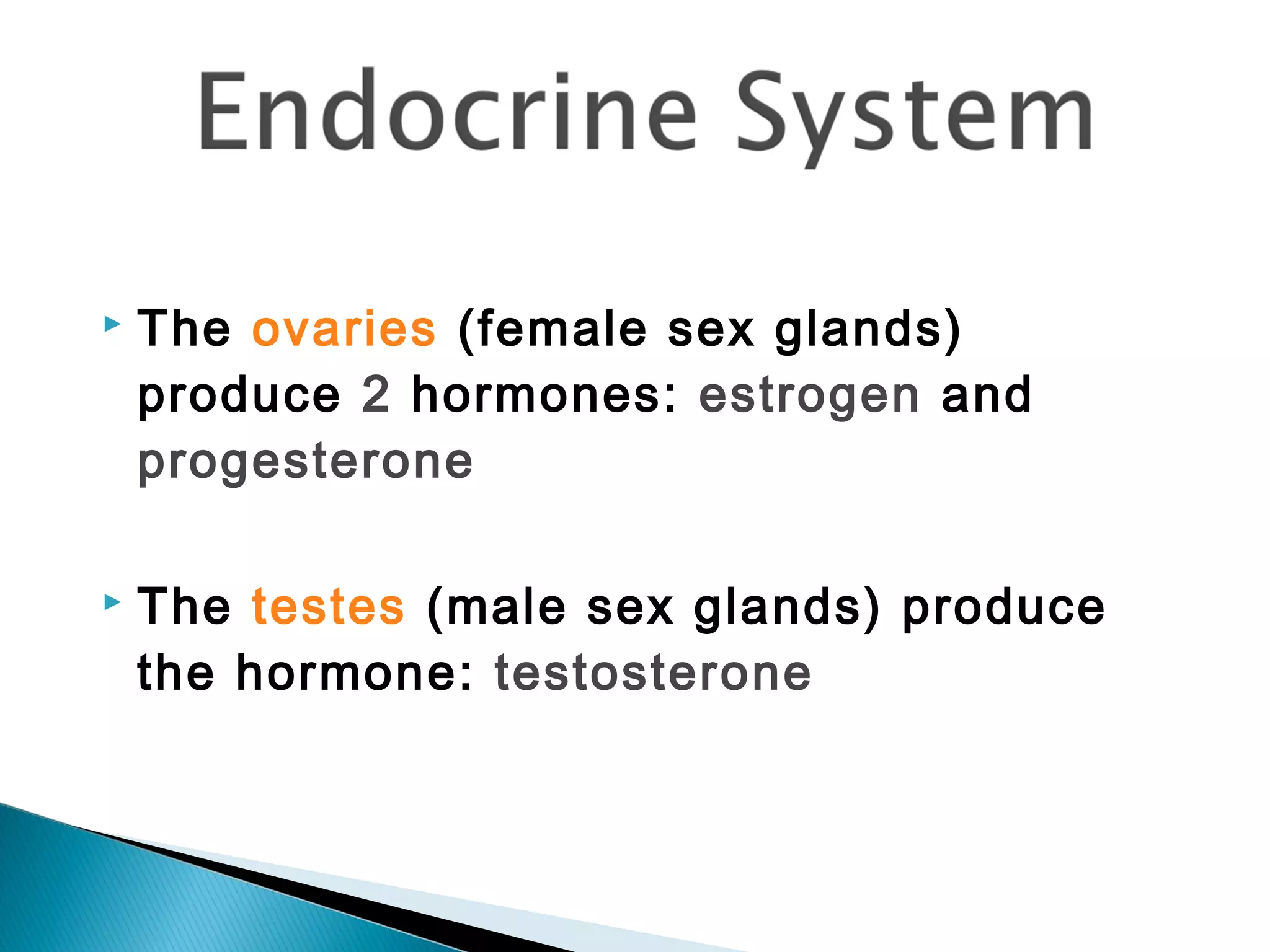 Chapter 3 Anatomy And Physiology Ppt