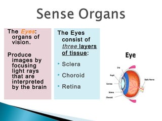 Chapter 3 anatomy and physiology | PPT