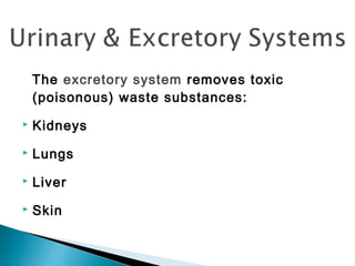 Chapter 3 anatomy and physiology | PPT