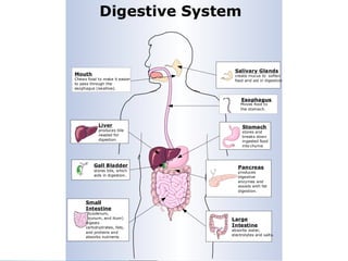 Chapter 3 anatomy and physiology | PPT