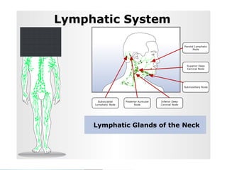 Chapter 3 anatomy and physiology | PPT