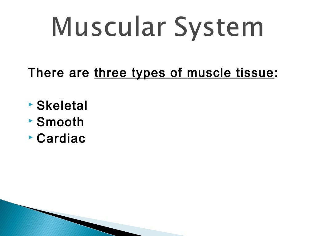 chapter-3-anatomy-and-physiology
