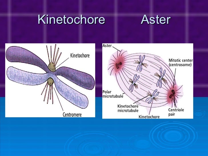 Chapter 3 cell division