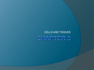 Chapter 3 cells and tissues | PPTX