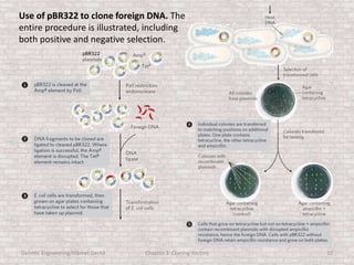 Chapter 3 cloning vectors | PPT