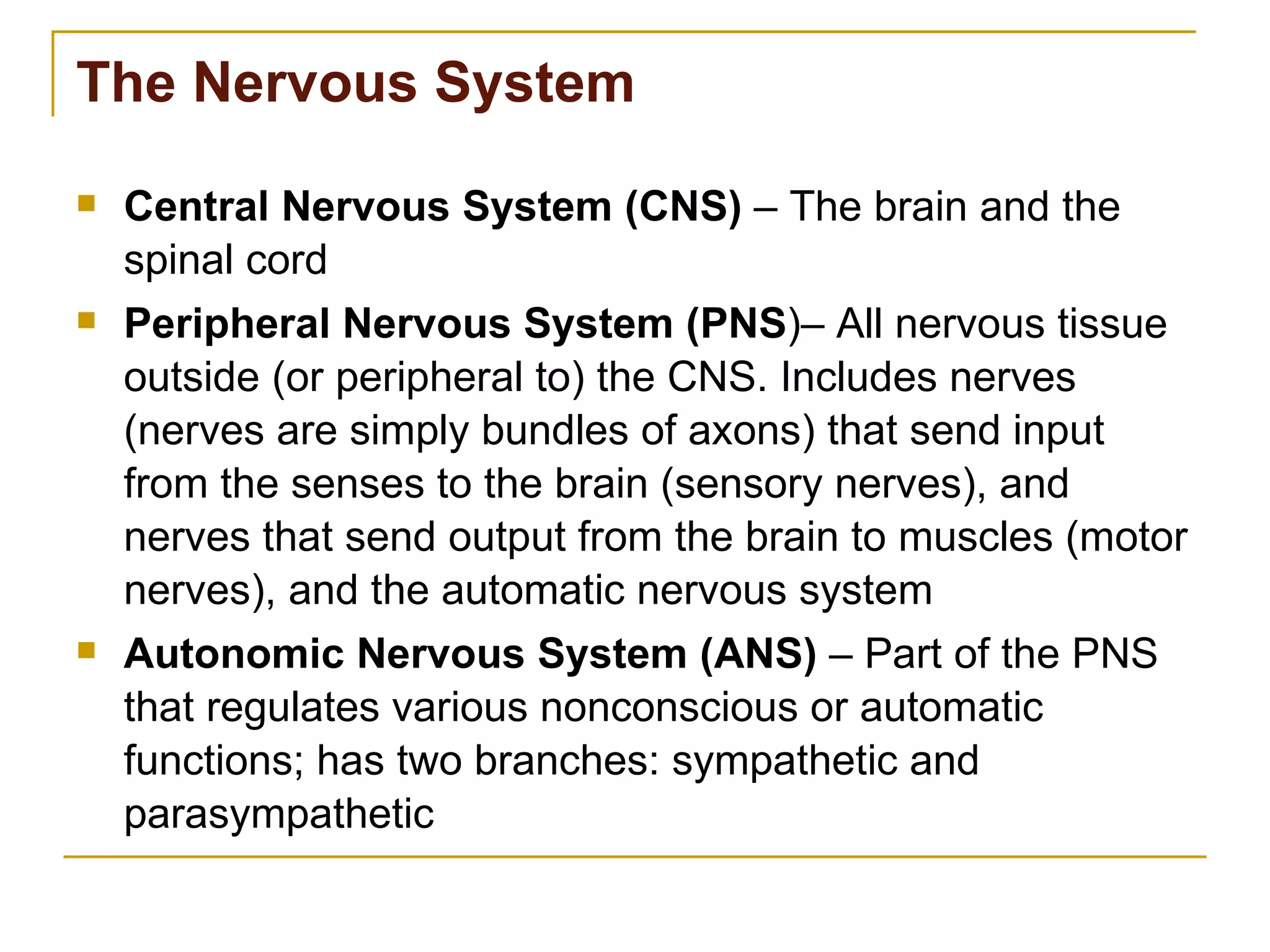 Chapter 3 Drugs And The Nervous System | PPT
