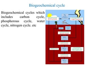 Chapter 3 - Ecosystem _ Biodiversity.ppt