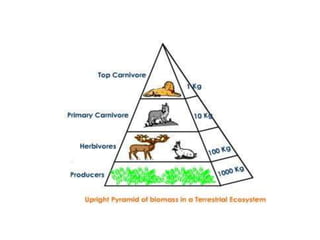 Chapter 3 - Ecosystem _ Biodiversity.ppt