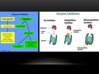 CHAPTER 3- CHARACTERISICS OF ENZYMES.pptx