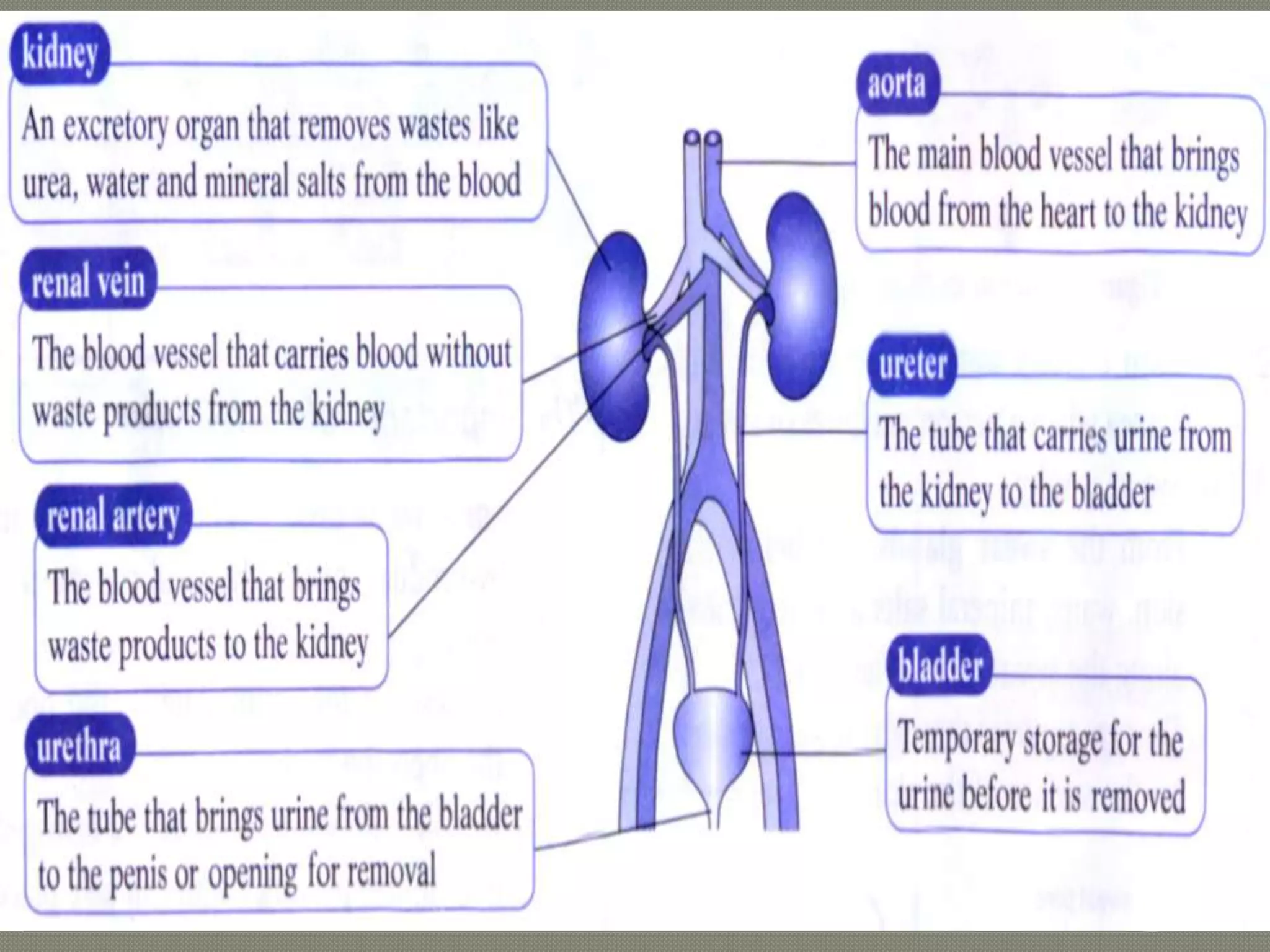 Form 3 Science -Chapter 3 excretion | PPTX