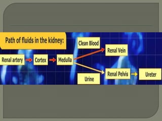Form 3 Science -Chapter 3 excretion | PPTX