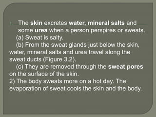 Form 3 Science -Chapter 3 excretion | PPTX